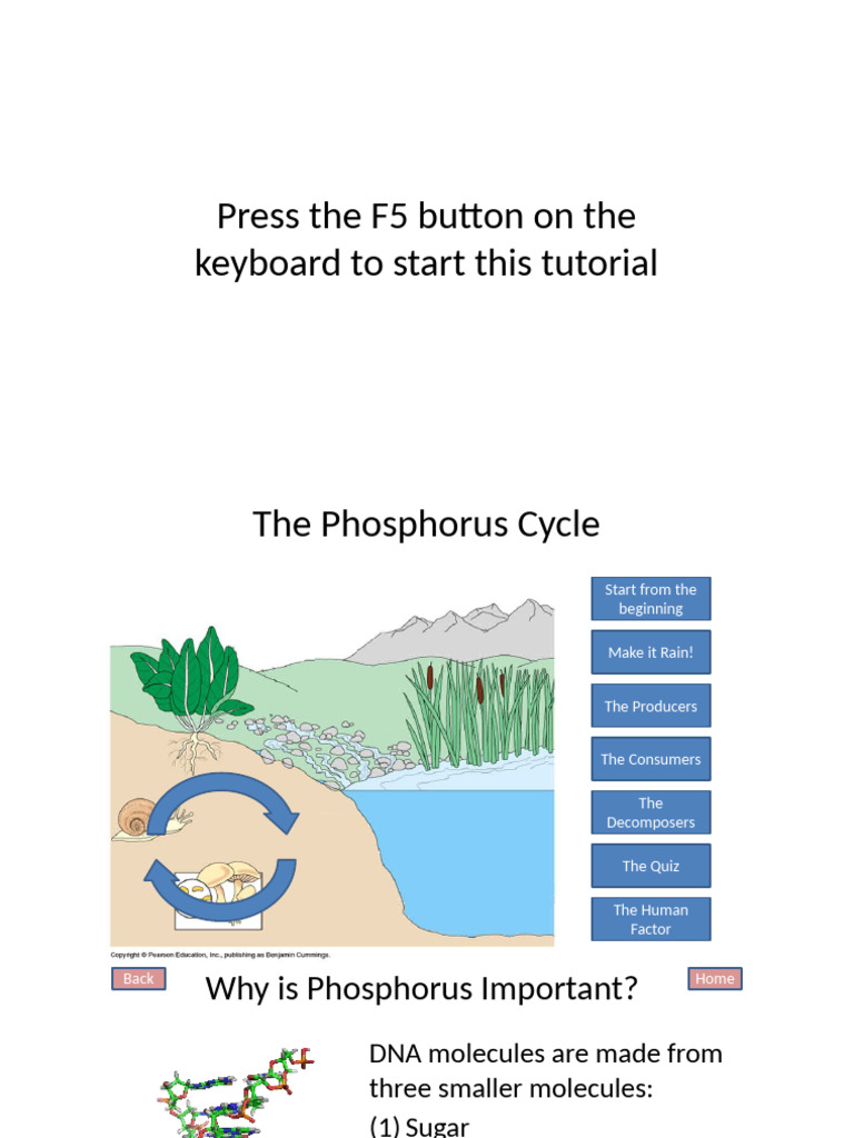 Phosphorus Cycle Tutorial | PDF | Cell (Biology) | Mitochondrion
