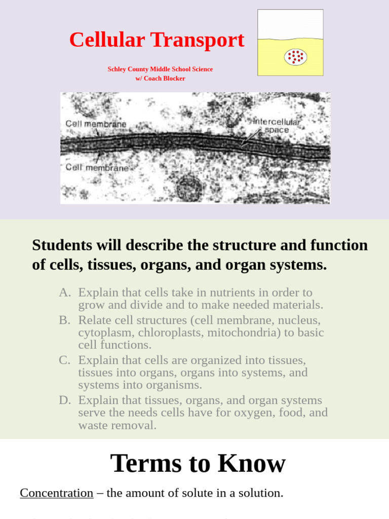 Understanding Cellular Transport Mechanisms | PDF | Cell Membrane ...