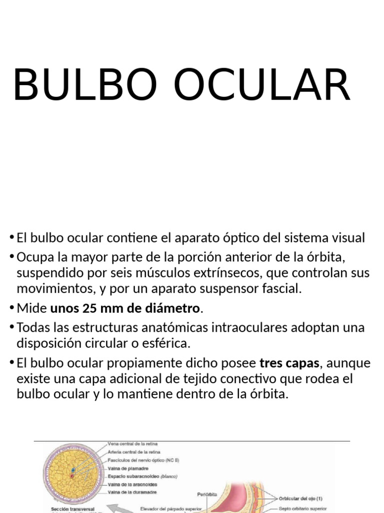 Bulbo Ocular Y CAPAS | PDF | Ojo humano | Percepción visual