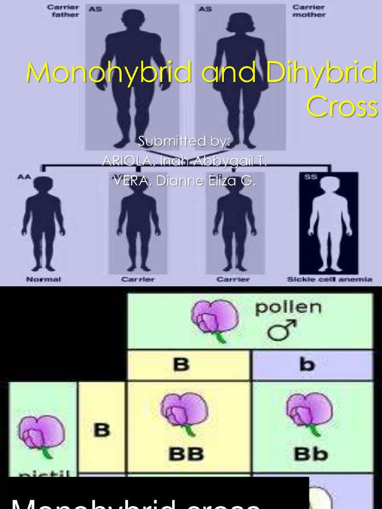 Monohybrid and Dihybrid Cross1 | PDF