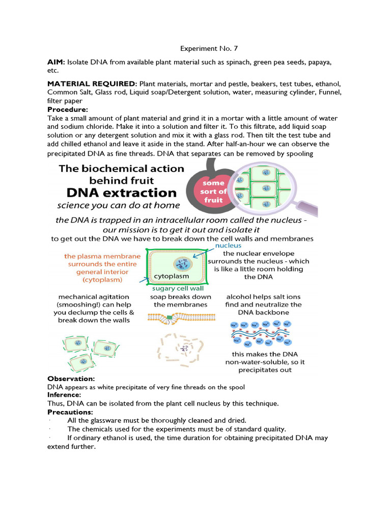 Dna Extraction - Practical | PDF