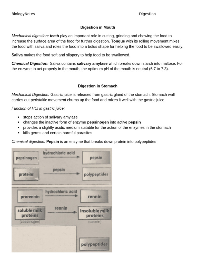 Overview of Human Digestion Process | PDF | Digestion | Stomach