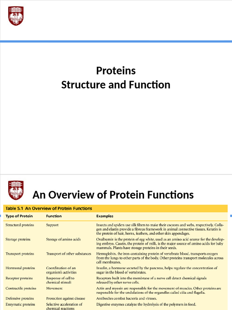 Protein Structure & Sickle Cell | PDF | Proteins | Amino Acid