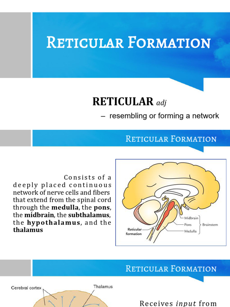 Overview of Reticular Formation Functions | PDF | Hippocampus Anatomy ...