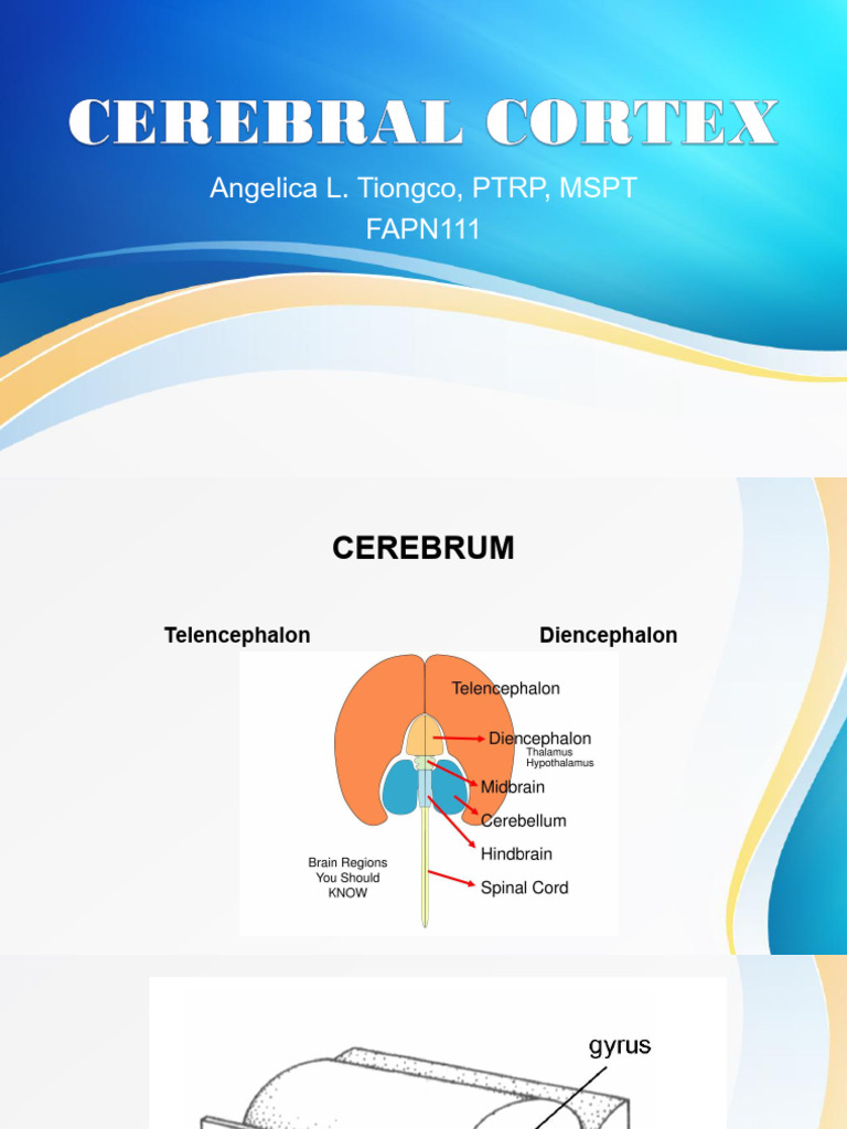 Cerebral Cortex | PDF | Cerebral Cortex | Neocortex