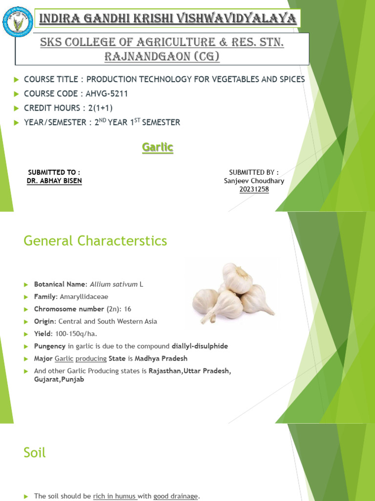 Garlic Sanjeev | PDF | Garlic | Agriculture