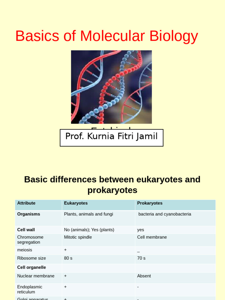 Molecular Biology: DNA, RNA, Proteins | PDF | Rna | Ribosome