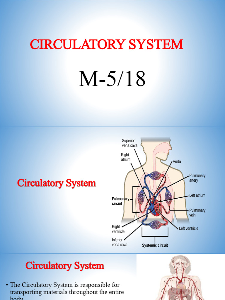 Circulatory System and Lymphatic System 2025 | PDF | Heart Valve ...