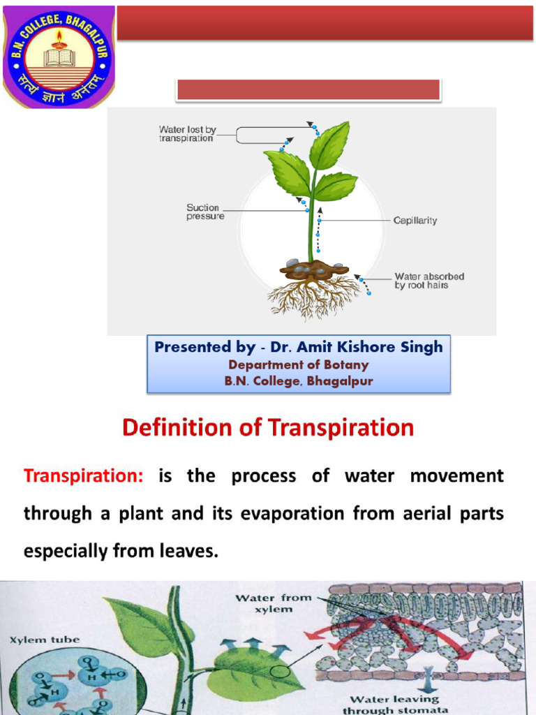 Transpiration | PDF