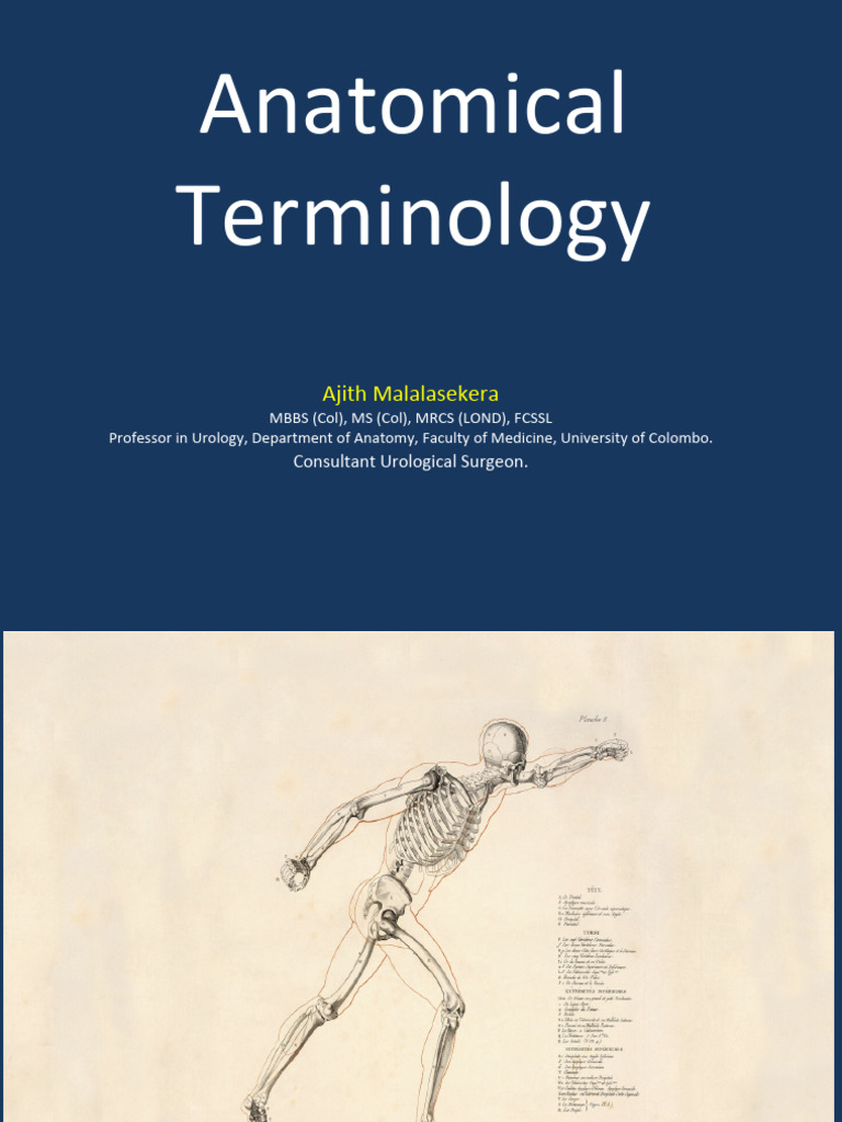 Understanding Anatomical Terminology | PDF | Anatomical Terms Of ...
