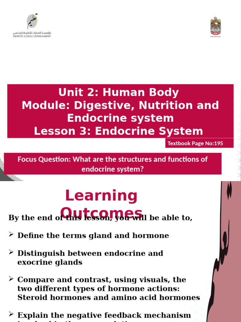 CA Lesson 3 The Endocrine System | PDF | Hormone | Endocrine System
