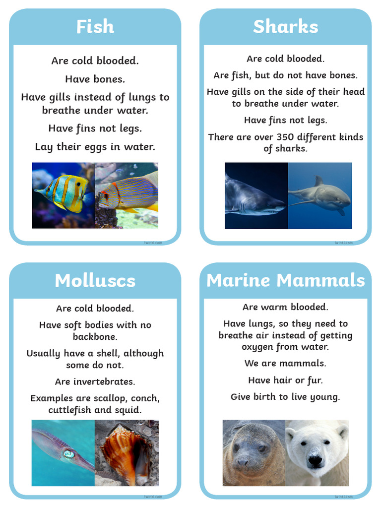 t2 S 1206 Under The Sea Fact Flashcards - Ver - 1 | PDF
