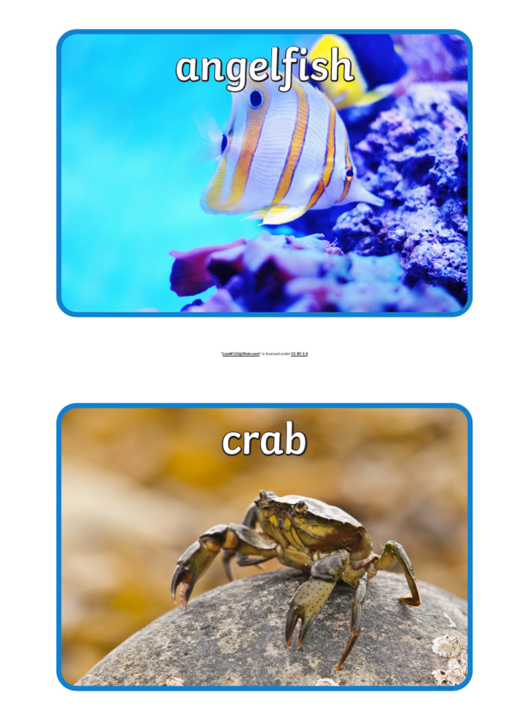 T T 438 Sea Creatures Display Photographs Under The Sea Ver 2 | PDF ...