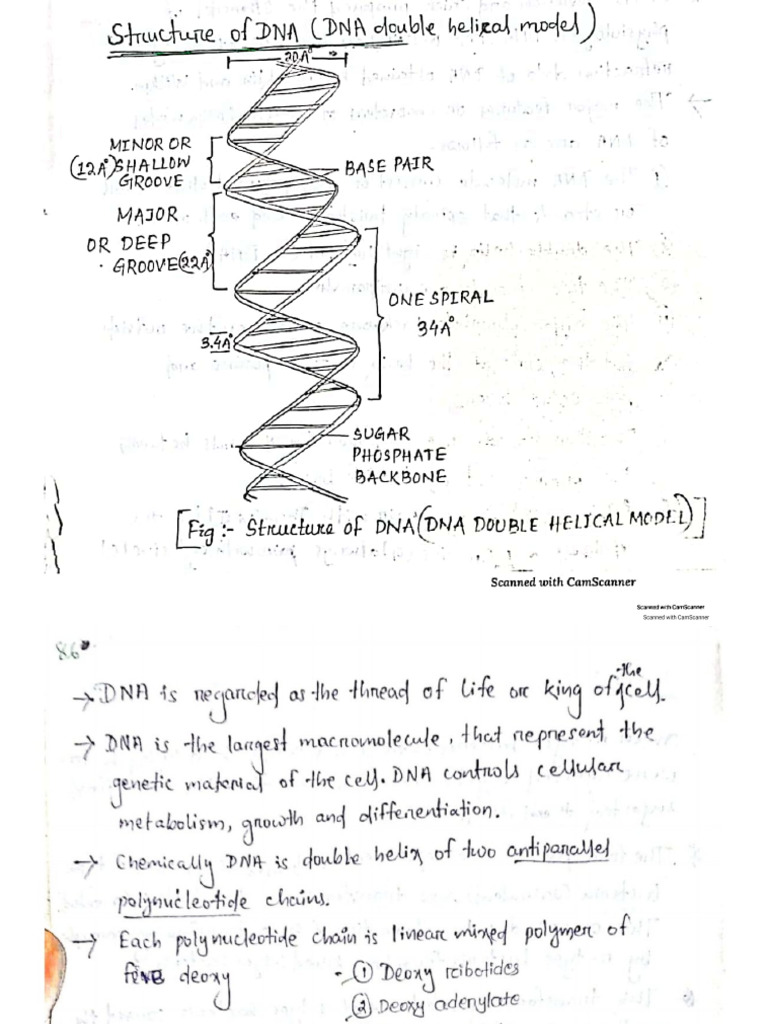 Watson and Crick Model of DNA | PDF