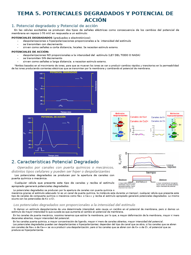 Tema 5. Fisiología URJC CyTA | PDF | Potencial de acción | Biología Celular