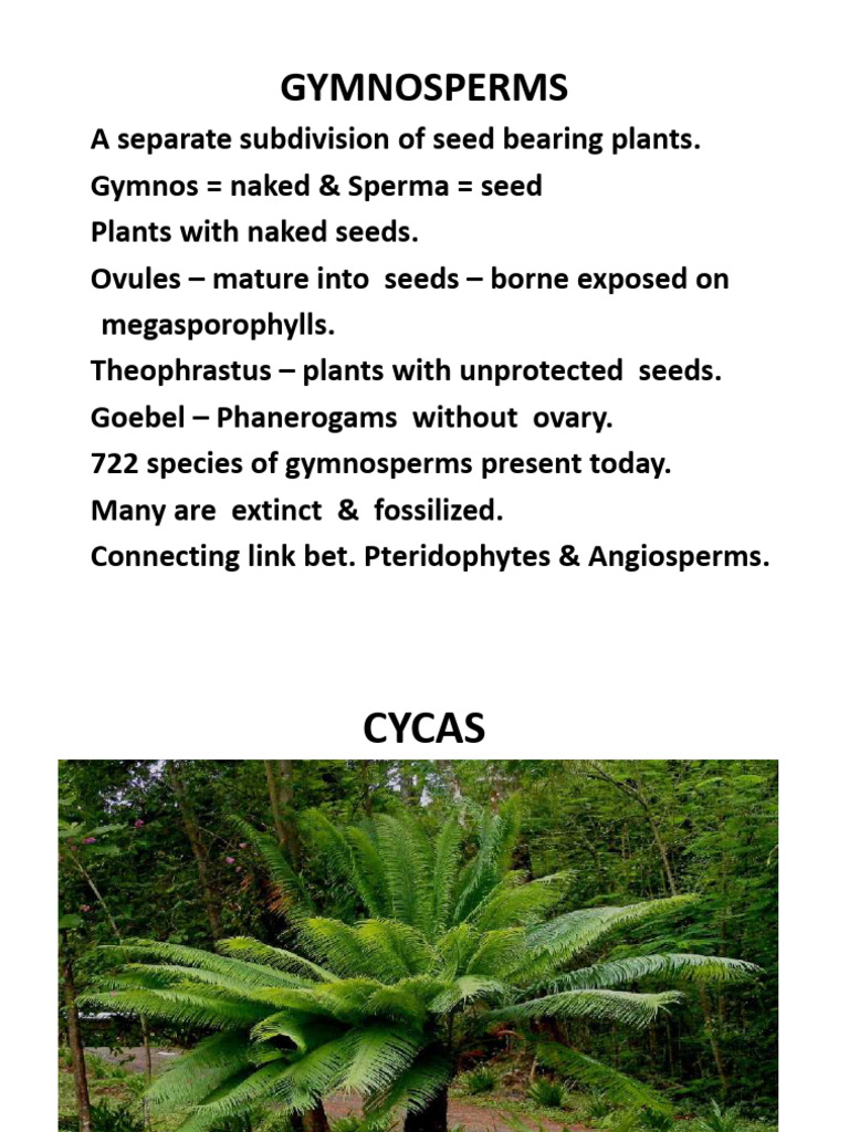 Unit-3 Gymnosperms 1 | PDF | Seed | Embryo