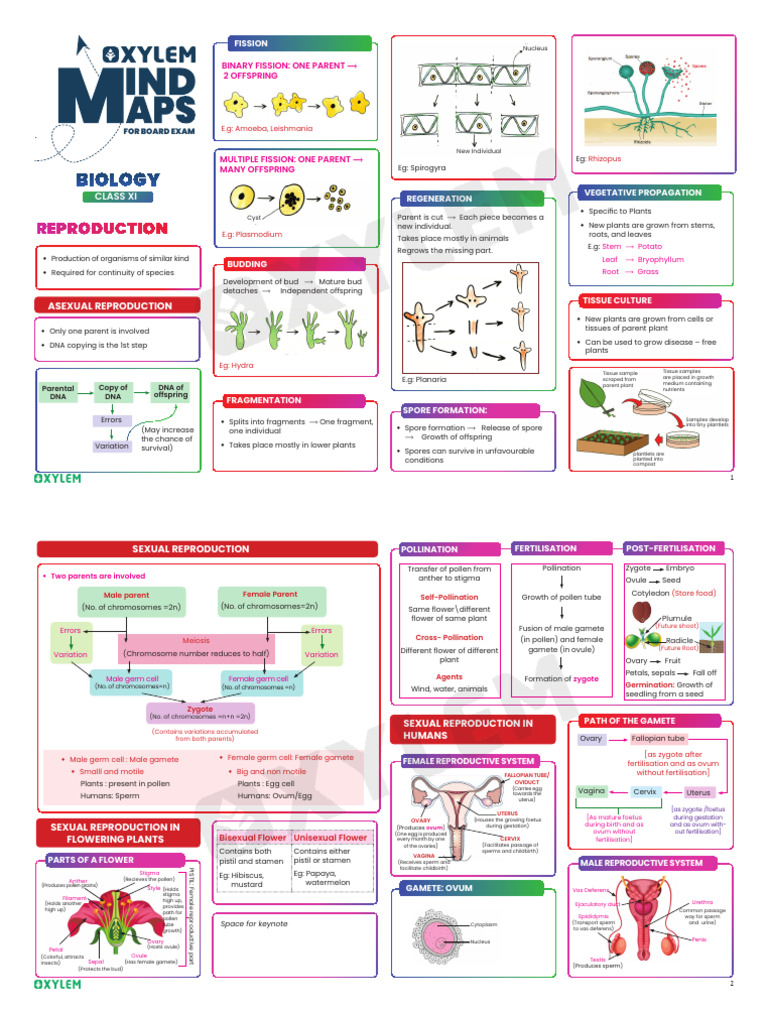 Reproduction in Organisms: Class 10 Notes | PDF | Fertilisation ...