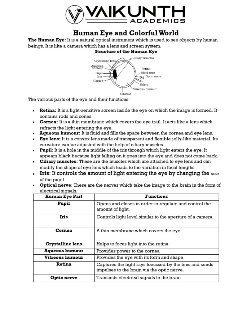 Human Eye Structure and Function | PDF | Eye | Human Eye