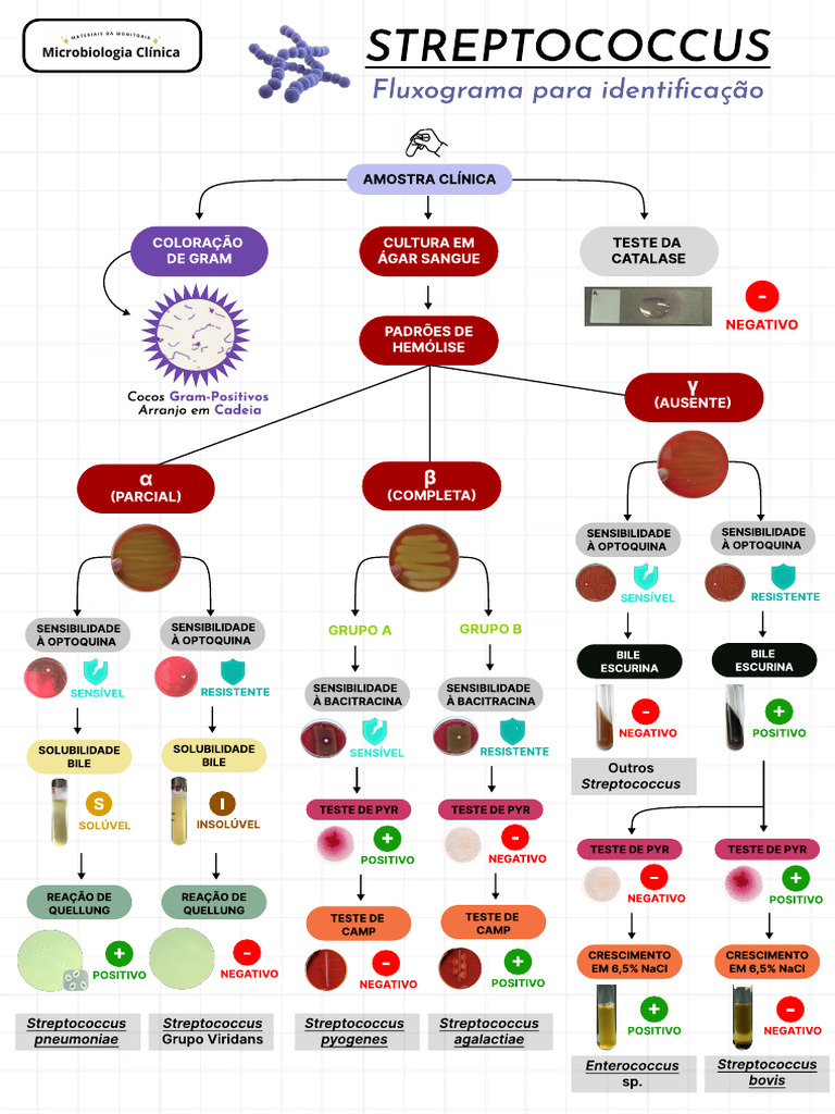 Mapa Mental de Identificação de Streptococcus | PDF | Estreptococos ...