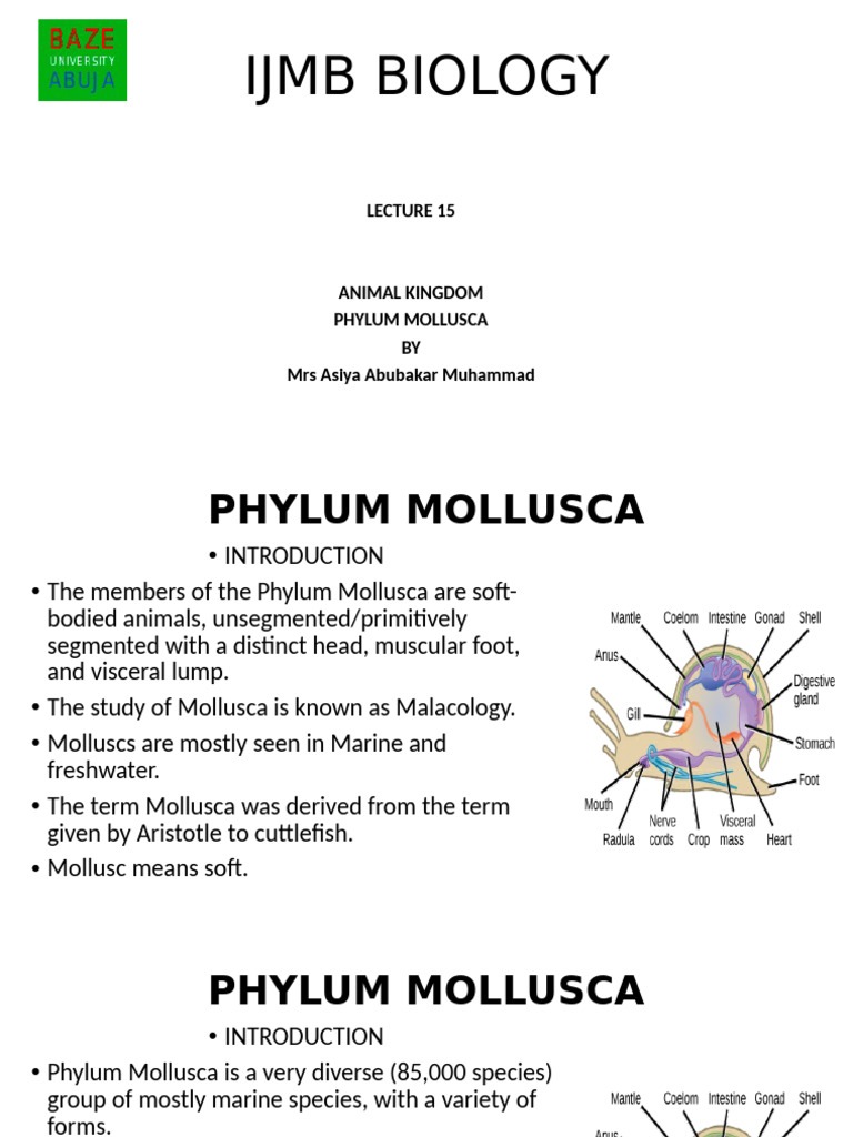l15 Animal Kingdom & Phylum Mollusca | PDF | Mollusca | Bivalvia