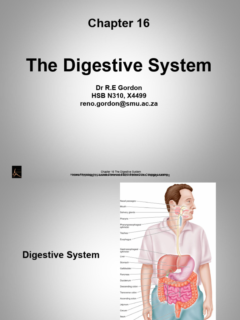 GIT From Cells to Systems 2024 IB IC IE.pdf | PDF | Stomach | Digestion