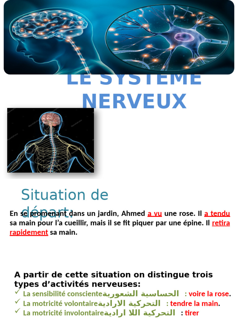 Comprendre le Système Nerveux Humain | PDF | Système nerveux | Nerf