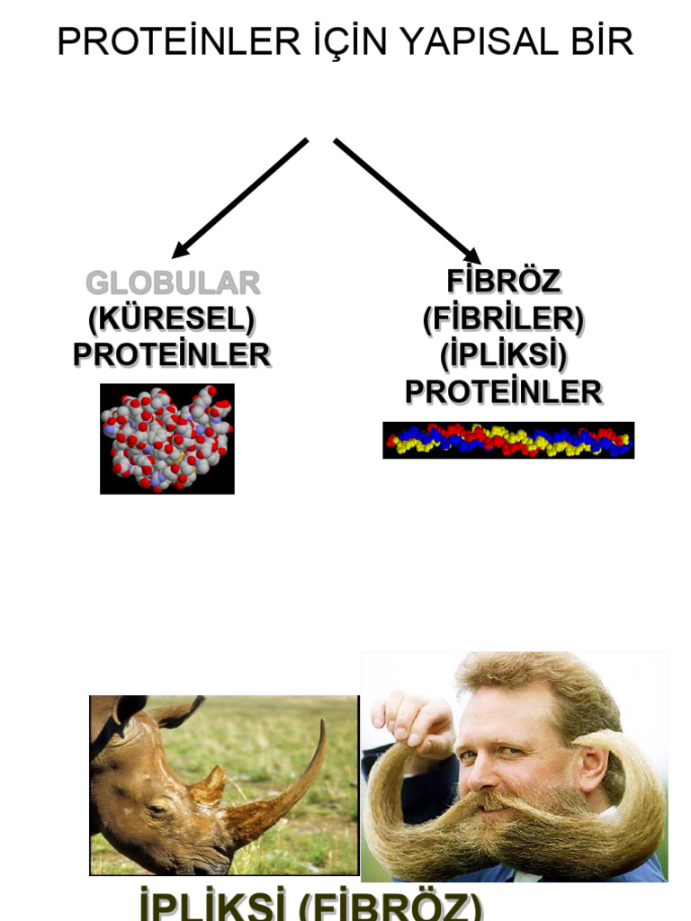 proteinler 3 | PDF
