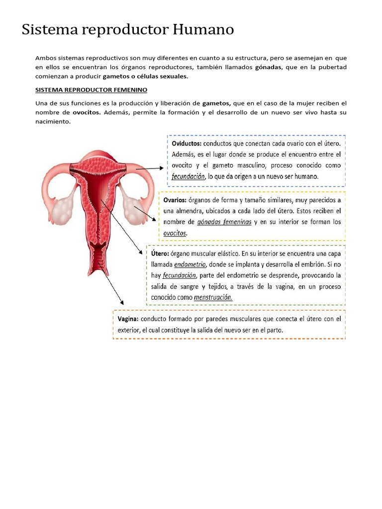 Sistema Reproductor Humano ISMU | PDF | Sistema reproductivo ...