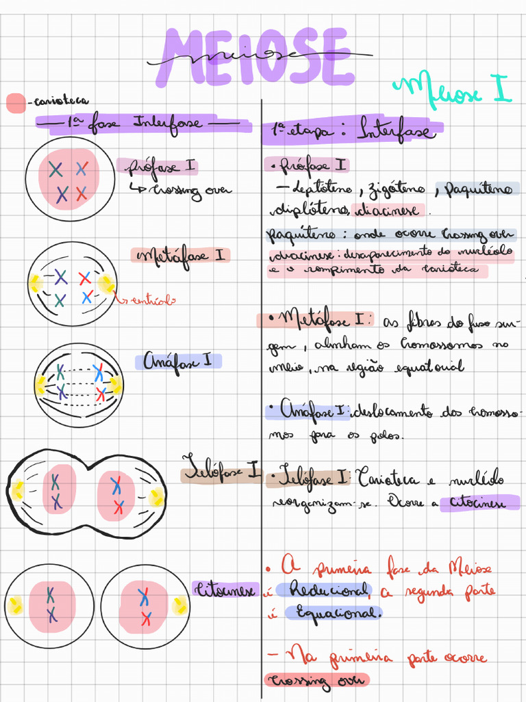 Meiose e Mitose_241021_223324 | PDF