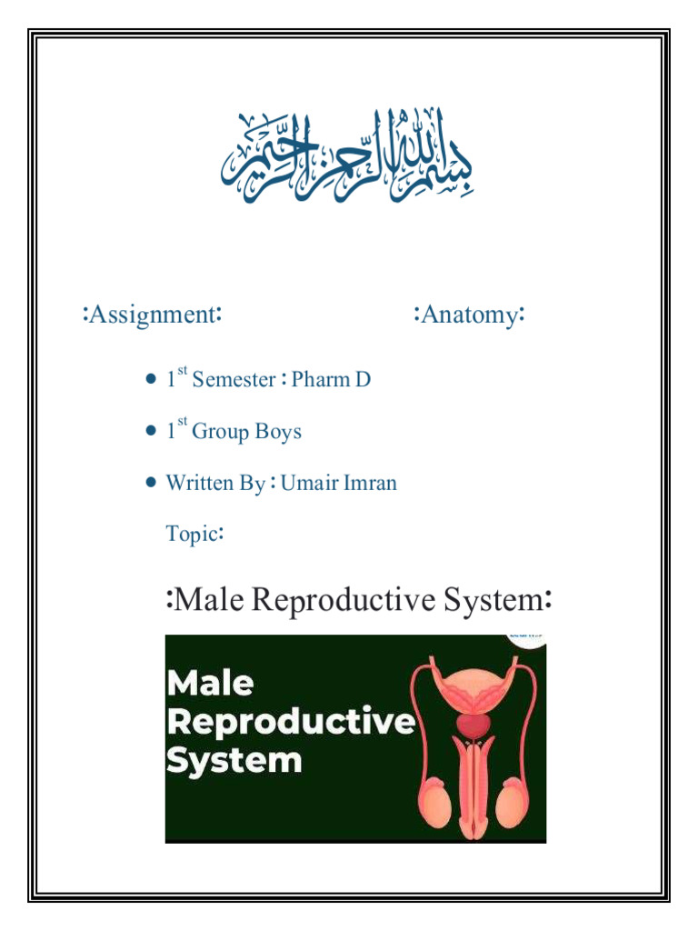 Male Reproductive System Overview | PDF