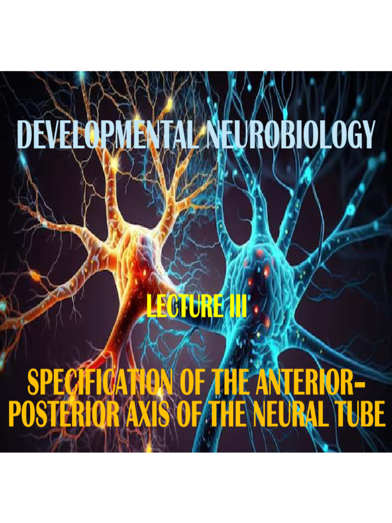 Neural Tube Development and Patterning | PDF | Biological Processes ...