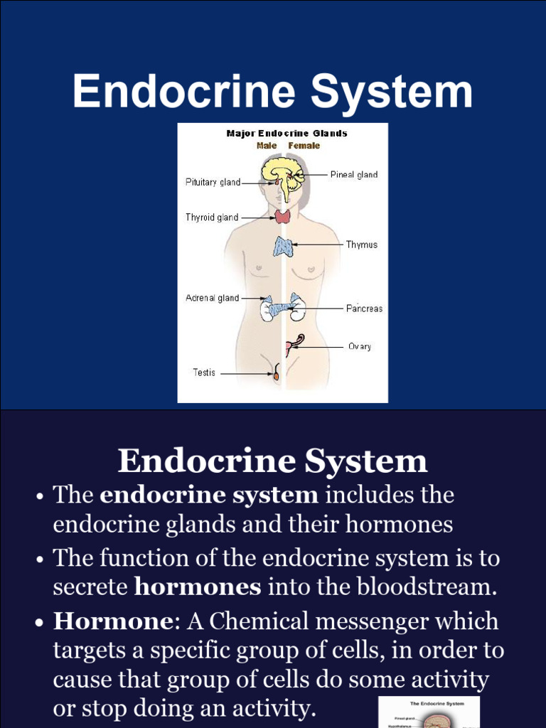 Overview of the Human Endocrine System | PDF | Endocrine System | Hormone