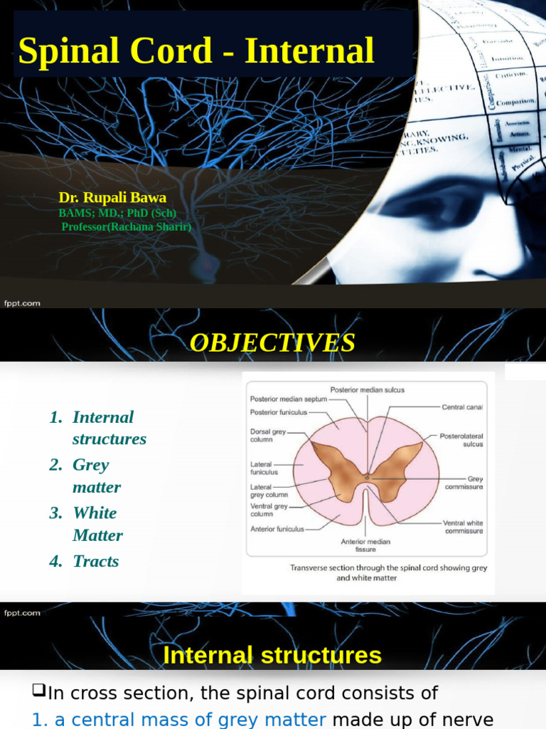 Spinal Cord Internal | PDF | Spinal Cord | Motor Neuron
