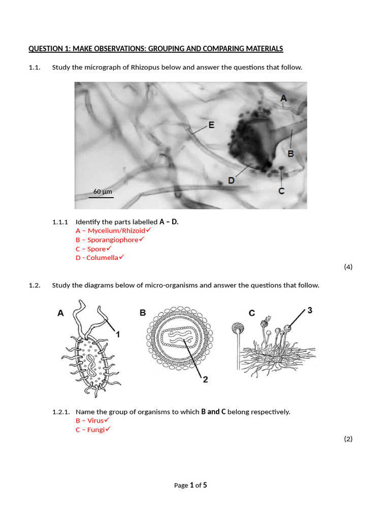Life Sciences Term 1 2025 Grade 11 Task 1 Practical Memo-Akbvzr | PDF ...