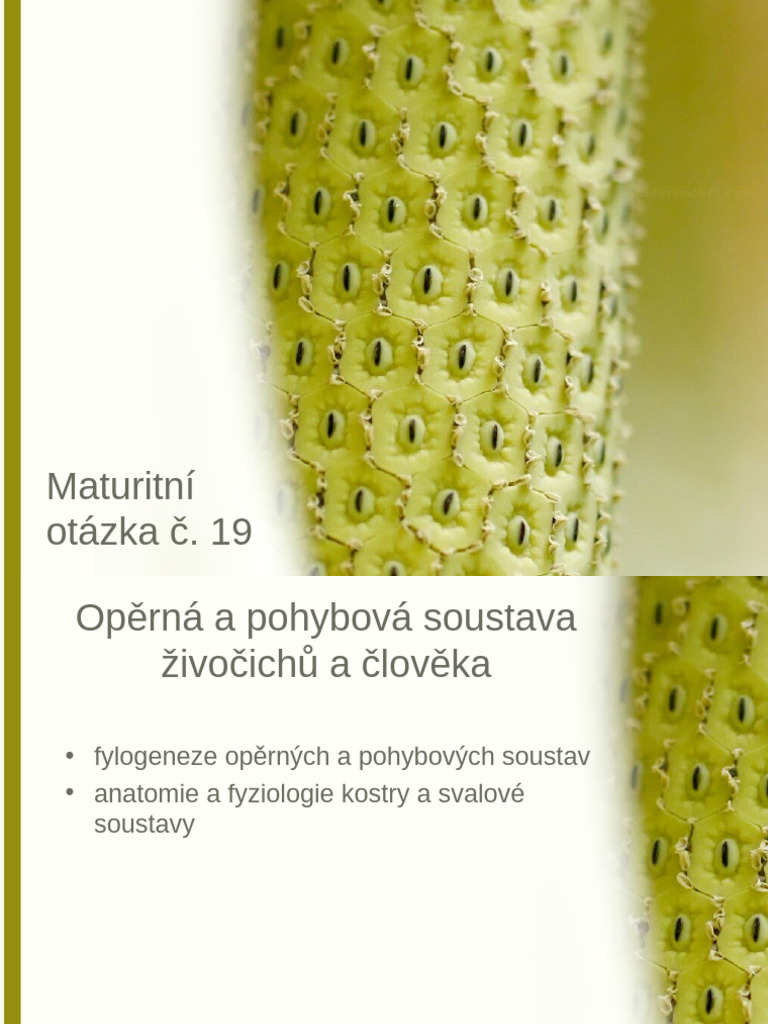 MO 19 | PDF
