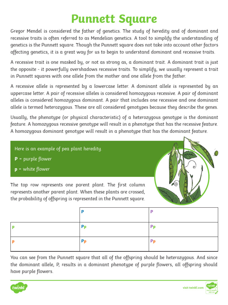 Mendelian Genetics Punnett Square Activity Sheet Us S 184 Ver 1 2 | PDF ...