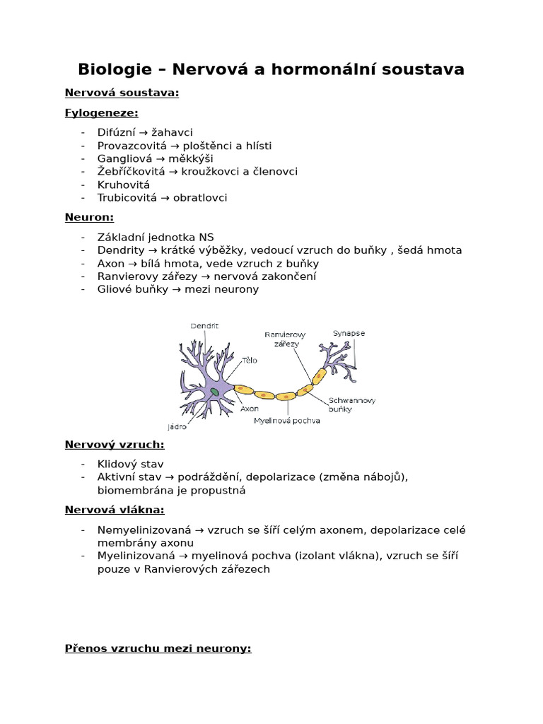 Biologie - Nervová A Hormonální Soustava | PDF