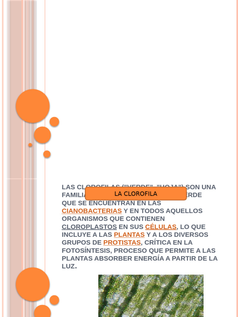Clorofilas: Pigmentos Esenciales en Fotosíntesis | PDF