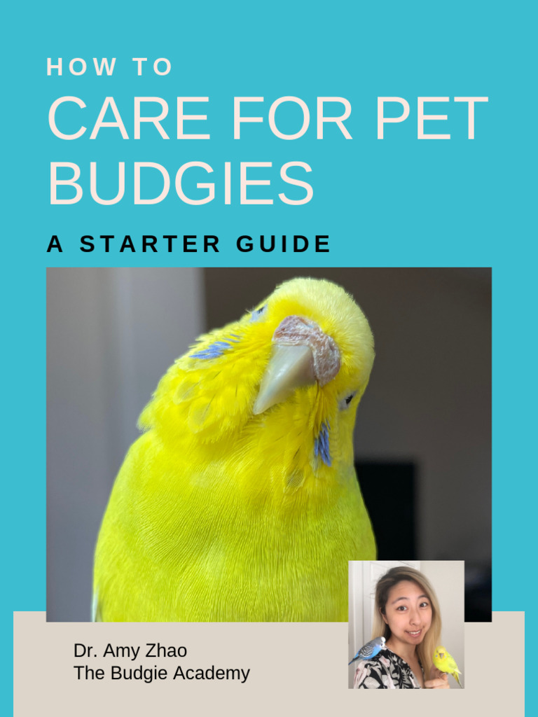 Budgie Care: A Complete Guide | PDF | Pet | Zoology