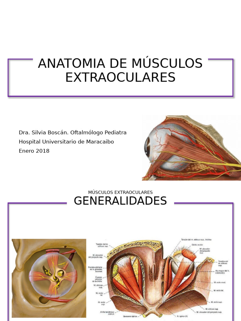 ANATOMIA DE MUSCULOS EXTRAOCULARES 2018 | PDF | Ojo humano | Cabeza y ...