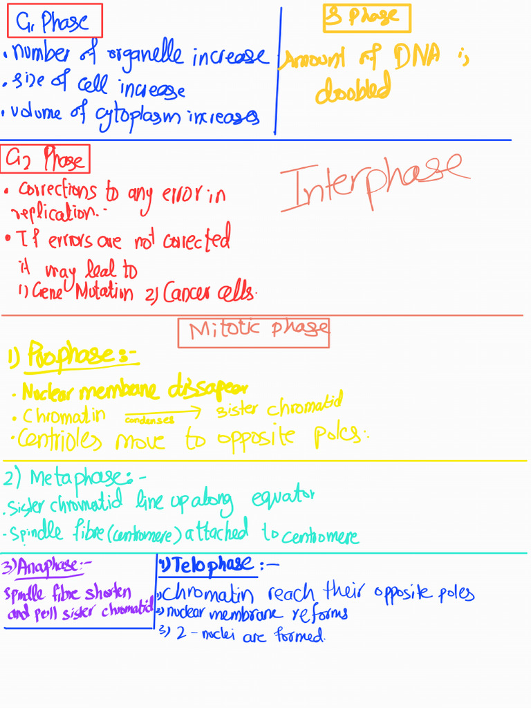 Mitotic phase cycle | PDF