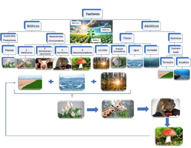 Mapa Conceptual Factores Bióticos y AbióticosV2 | PDF