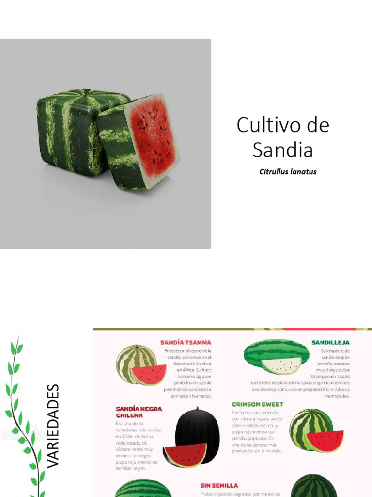 Variedades de Sandía y Cultivo | PDF