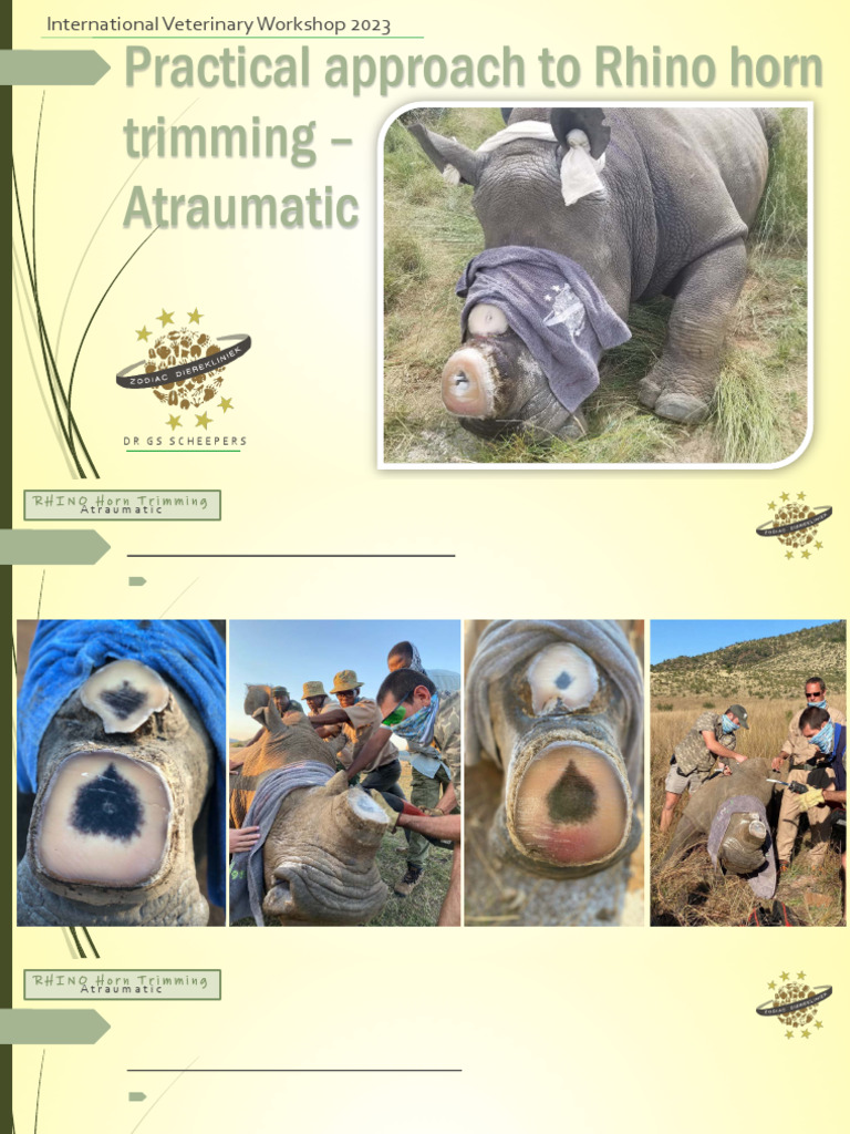 Practical Approach To Rhino Horn Trimming2023 PDF | PDF | Rhinoceros