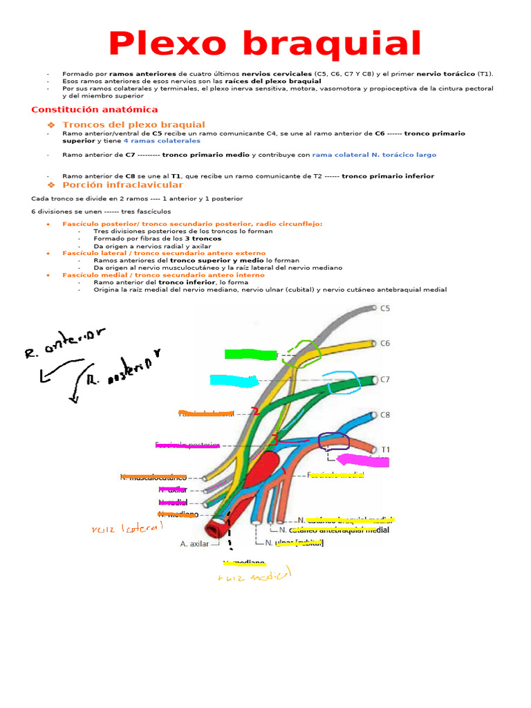 Plexo Braquial: Anatomía y Nervios | PDF | Anatomía humana | Sistema ...