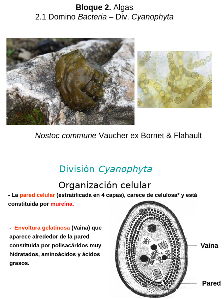 Cl_6_Bloque 2 Algas 2_1-2 Cyanophyta_Intro_Algas Eucariotas_Rhodophyta_2024-2025_Botanica_A ...