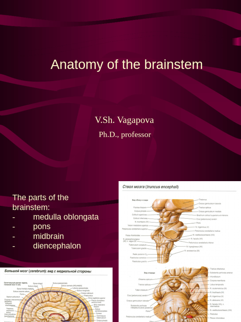 Anatomy of The Brainstem | PDF | Brainstem | Neuroscience