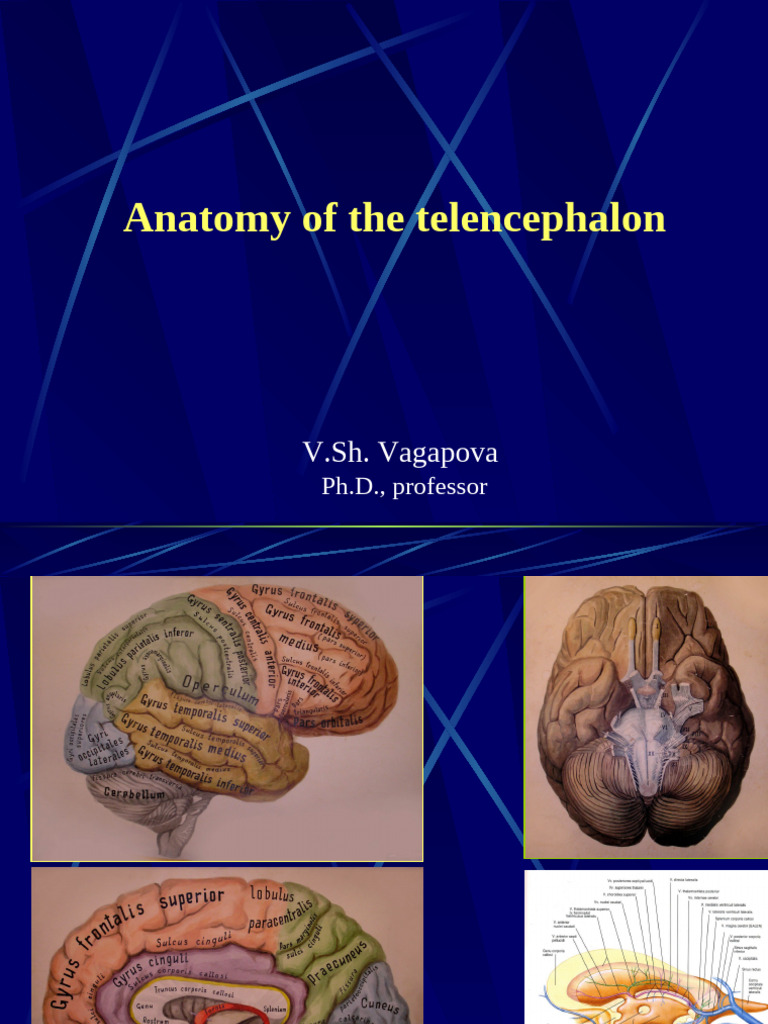 Lecture29Functional Anatomy of The Telencephalon | PDF | Cerebral Cortex | Auditory System