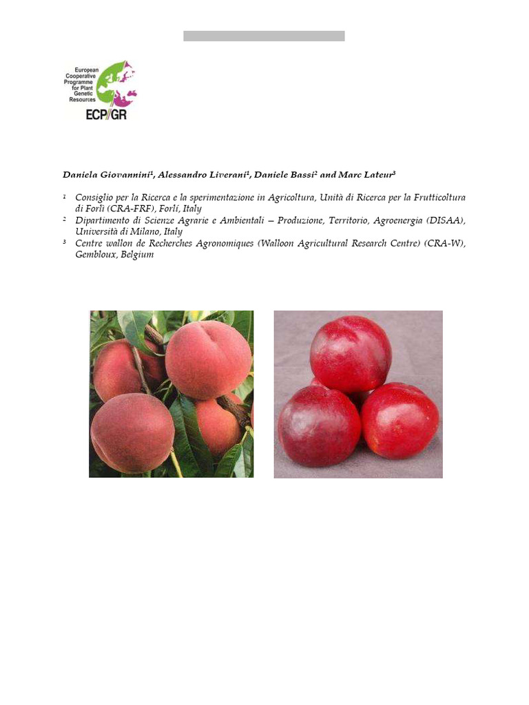 Peach Descriptor Guidelines for Research | PDF | Peach