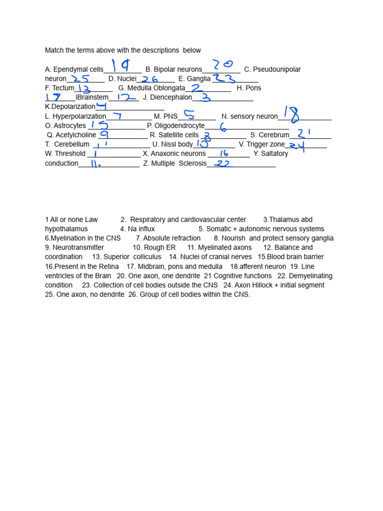 Neuroanatomy Terms and Definitions | PDF
